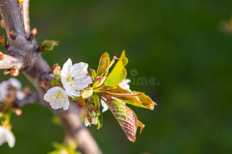 Spring Flower Buds on a Tree. Spring, Fruit Trees Stock Image - Image ...