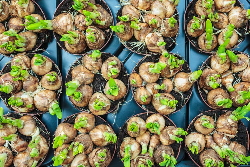 Spring Flower Bulbs in a Crate on a Market Stock Image - Image of ...