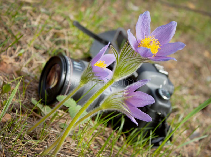 Spring flower and camera stock image. Image of flower - 24626019