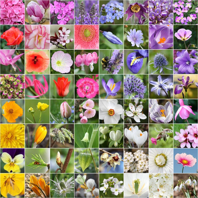 Spring Flower Collage Stock Photo - Image: 29573360