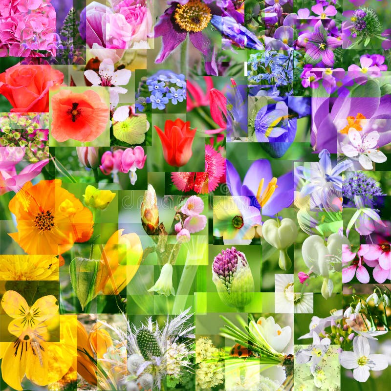Spring flower collage stock photo. Image of green, lace - 29573360