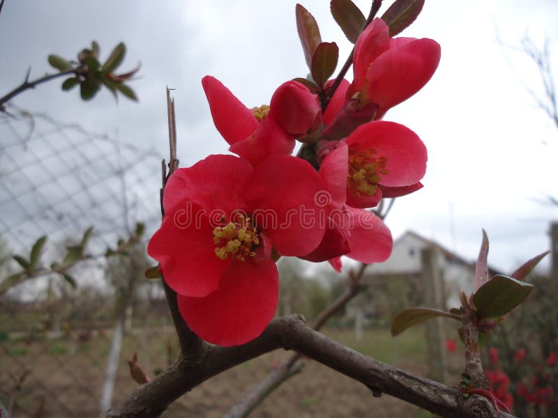 Spring Flower. Colors of the Spring. Magic Blooming Stock Image - Image ...