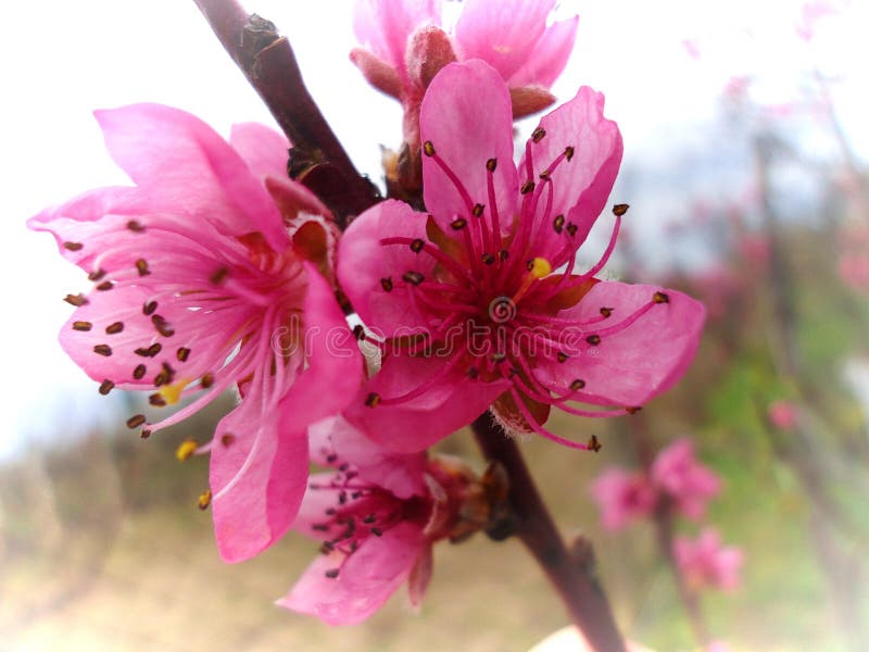 Spring Flower. Colors of the Spring. Magic Blooming Stock Photo - Image ...
