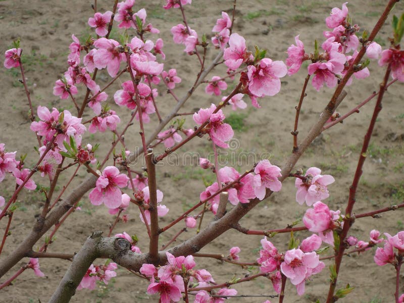 Spring Flower. Colors of the Spring. Magic Blooming. Stock Image ...