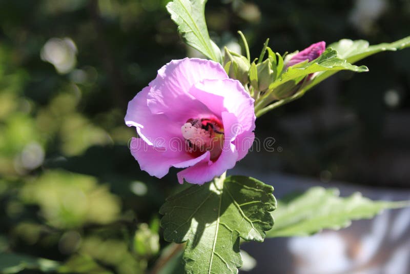 Spring flower coming soon stock image. Image of coming - 205126323