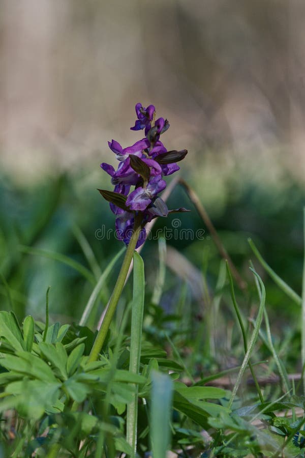 Spring Flower Corydalis Cava in a Nature Stock Photo - Image of ...
