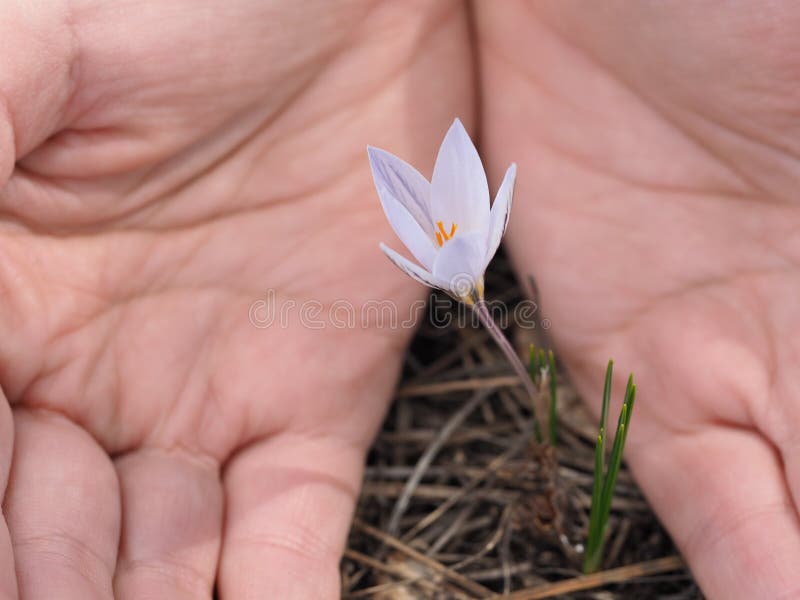 A Spring Flower is Covered by Human Hands Stock Image - Image of ...