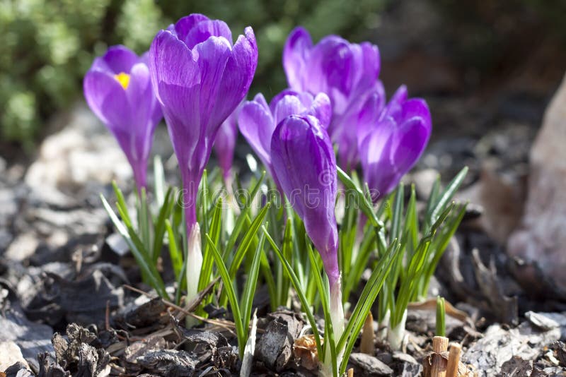 Spring flower Crocus stock photo. Image of garden, detail - 27068942