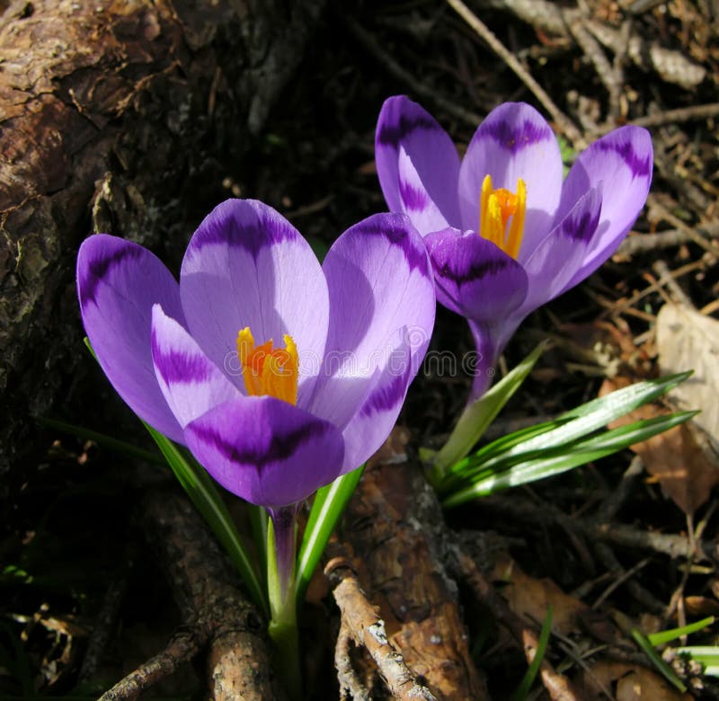 Spring Flower, Crocus Picture. Image: 4719992