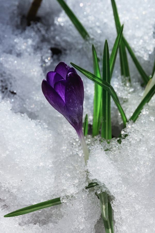 Spring flower crocus stock image. Image of march, bloom - 208626601