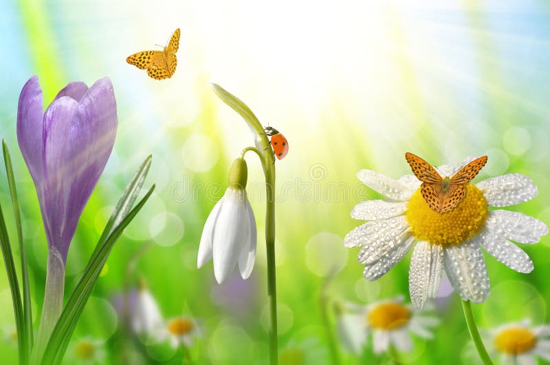 Spring Flower Crocus, Daisy and Snowdrop Stock Image - Image of bokeh ...