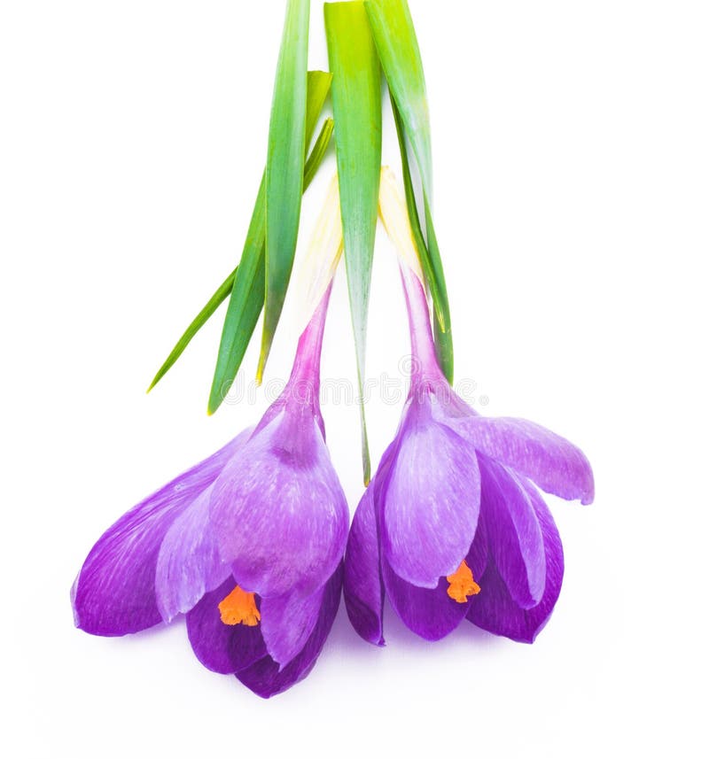 Spring Flower Crocus Isolated. Stock Image - Image of crocus, time ...