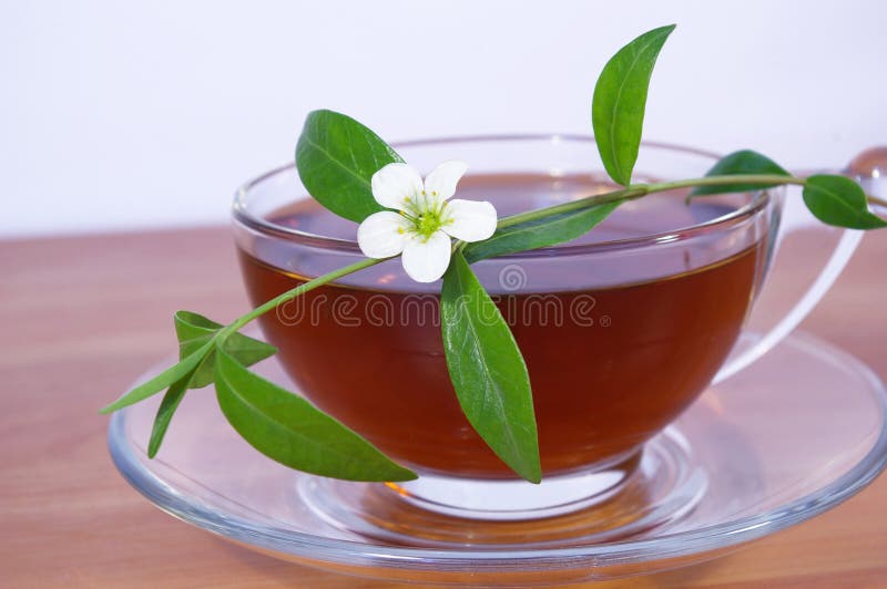 Spring Flower and Cup of Tea Stock Photo - Image of lifestyles, plant ...