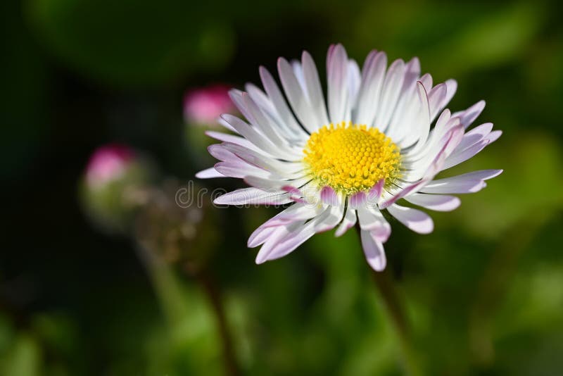 Spring Flower - Daisy. Macro Shot of Spring Nature Up Close Stock Photo ...