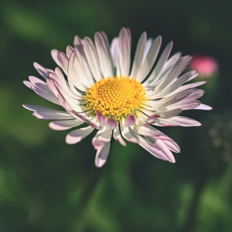 Spring Flower - Daisy. Macro Shot of Spring Nature Up Close Stock Image ...