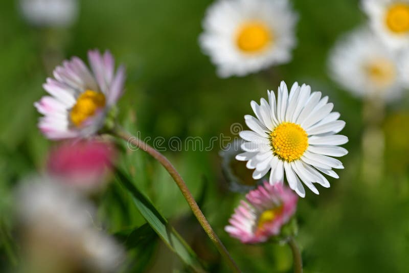 Spring Flower - Daisy. Macro Shot of Spring Nature Up Close Stock Photo ...