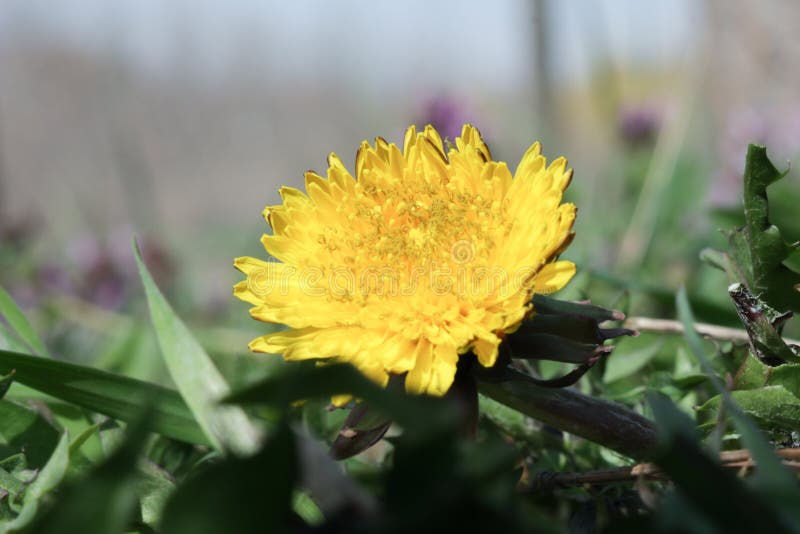 Spring flower dandelion stock photo. Image of dandelion - 52097766