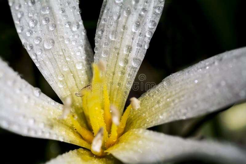 Spring flower stock photo. Image of closeup, herb, bloom - 113810338