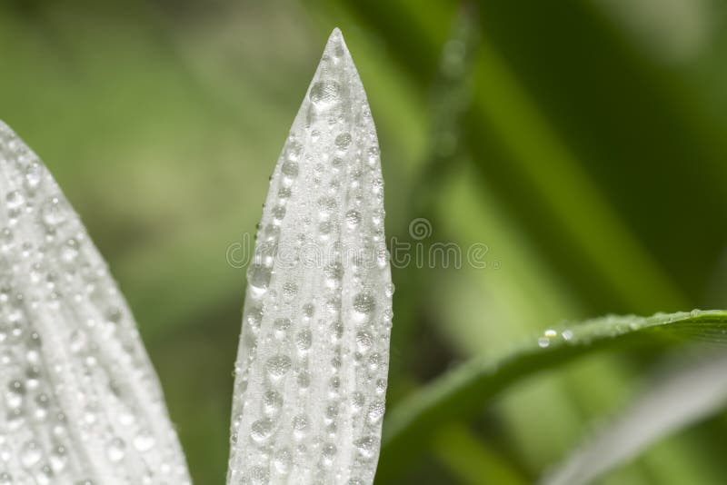 Spring flower drop stock image. Image of beautiful, herbal - 113810257