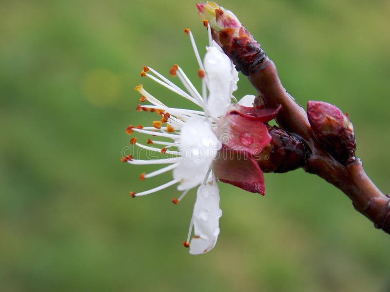 Spring flower with drops stock image. Image of nature - 114650177