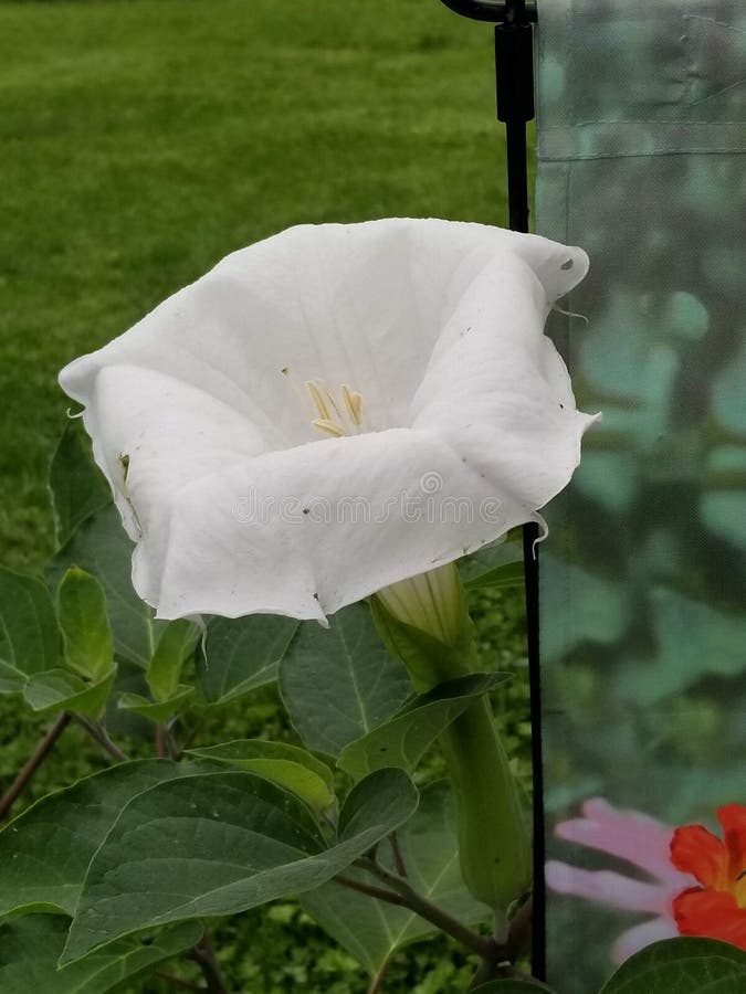 Spring stock photo. Image of flower, spring, bloom, indiana - 144048824