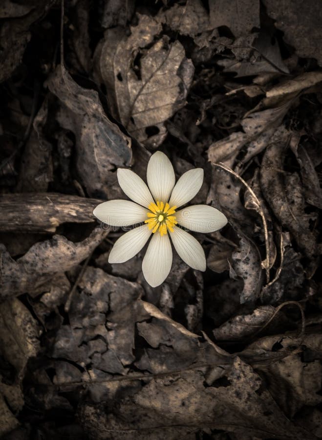 Spring Flower Emerging from Dead Leaves Stock Photo - Image of nature ...