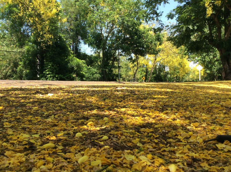 Spring stock photo. Image of bloom, road, flower, fall - 54457994