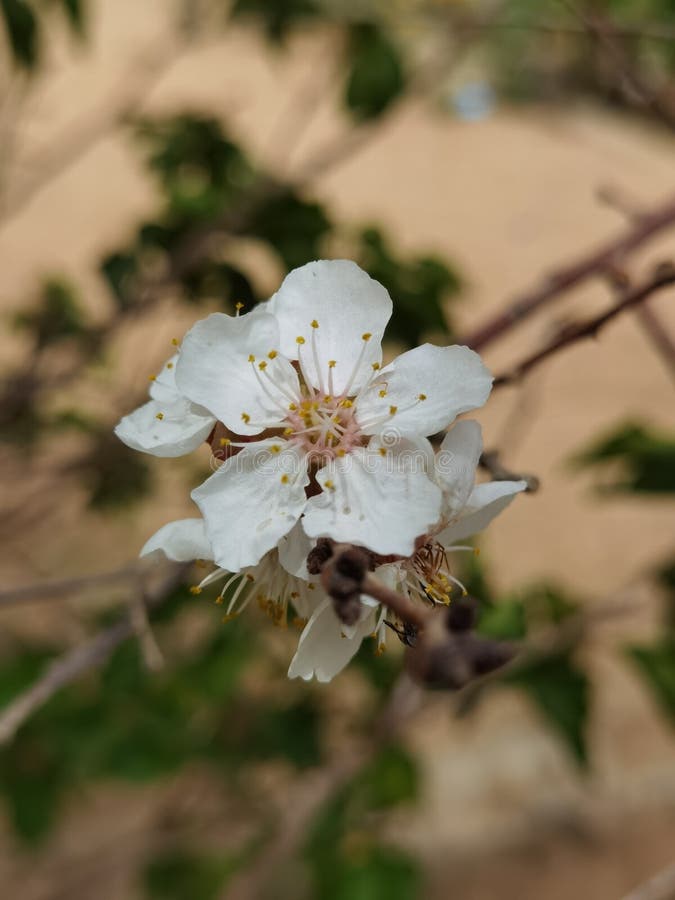 Spring Flower in farm stock photo. Image of flower, farm - 271416350