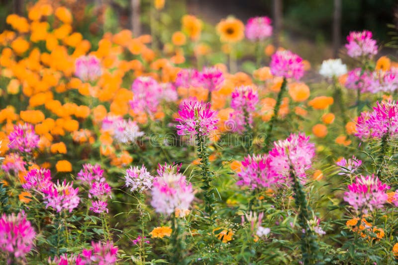 Spring flower field stock image. Image of love, landscape - 165129083