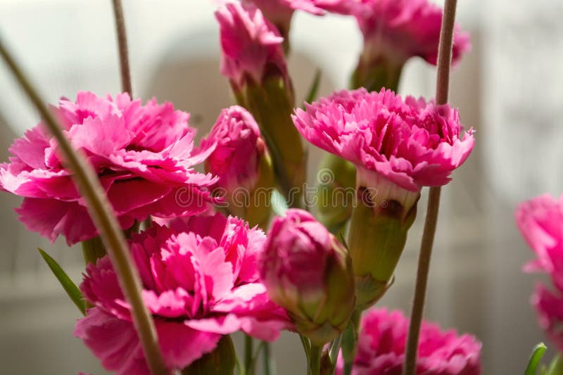 Spring Flower in the Field. Pink Flowers Stock Photo - Image of natural ...