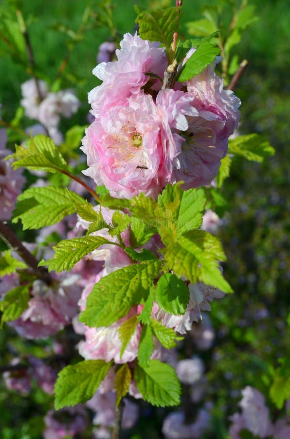 Spring, flower stock photo. Image of spring, quality - 48290188