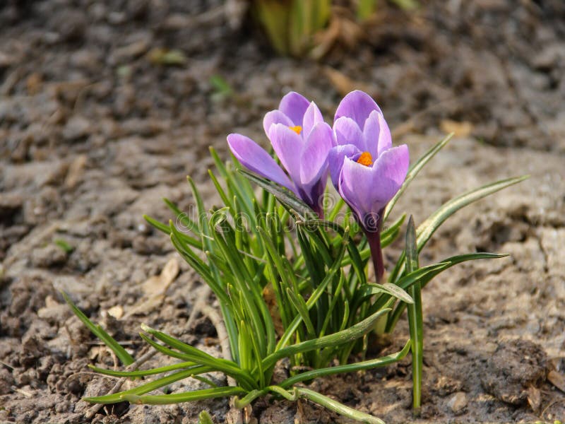 Timelessness Blooming Stock Photos - Free & Royalty-Free Stock Photos ...
