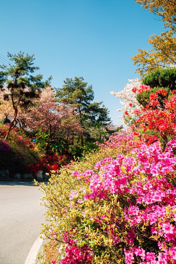 Spring Flower Forest Road at Gakwonsa Temple in Cheonan, Korea Stock ...