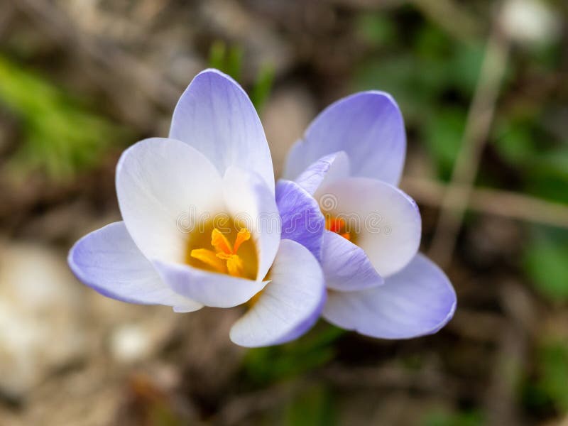 Crocus Chrysanthus Blue Pearl Stock Image - Image of beautiful ...