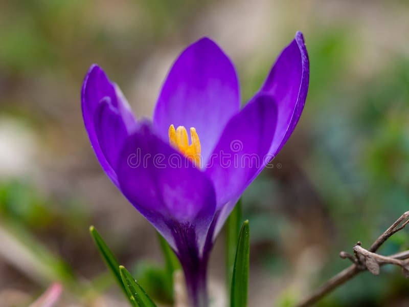 Crocus Tommasinianus Ruby Giant Stock Photo - Image of beautiful ...