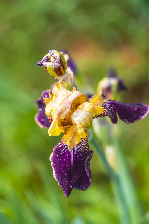 Beautiful Iris Flowers in the Garden Stock Image - Image of blooming ...