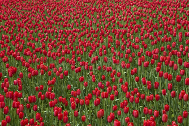 Spring Flower Garden stock photo. Image of color, landscape - 36246416