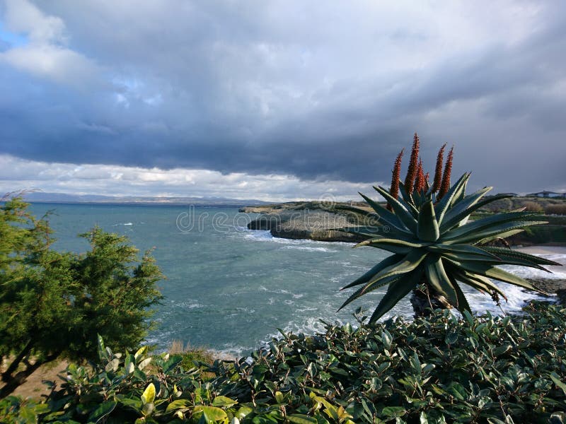 Spring flower good vibes stock image. Image of spring - 143160317