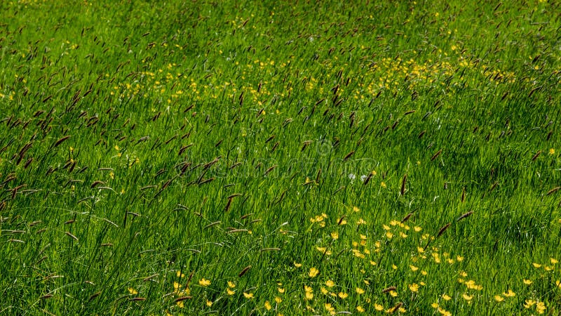Spring Flower and Grass Meadow Stock Photo - Image of fields ...