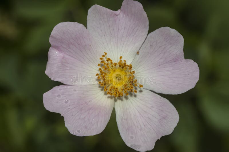 Spring Flower Green Backgraund Stock Image - Image of bright, cute ...