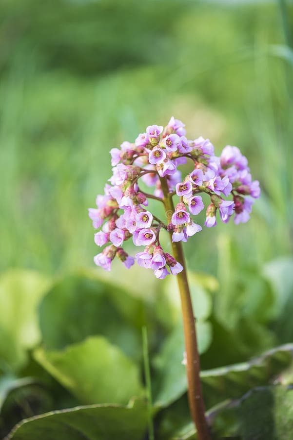Spring Flower in the Green Spring Garden Stock Image - Image of flower ...