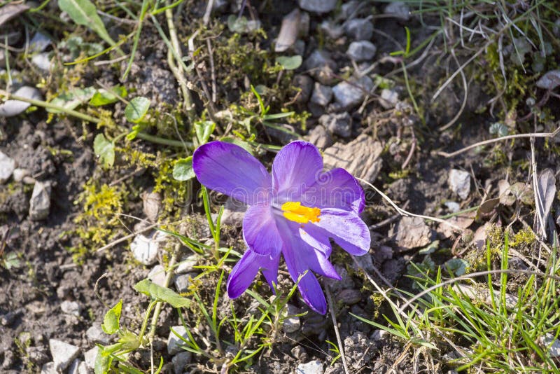 Spring Flower on the Ground Stock Image - Image of change, february ...
