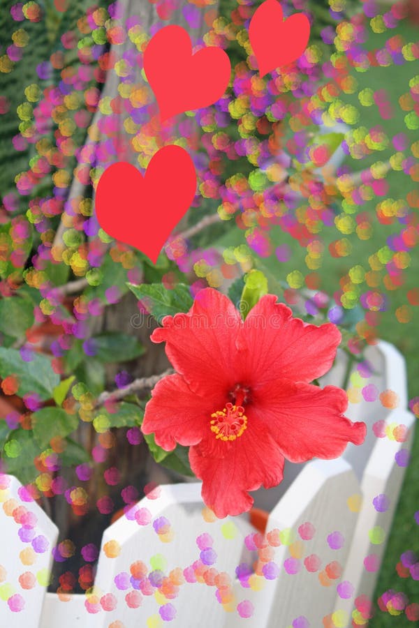 Spring flower and hearts. stock photo. Image of flora - 30386746