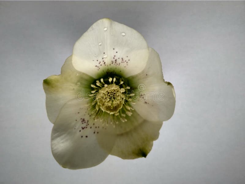 Spring Flower Hellebore on the White Background Stock Photo - Image of ...