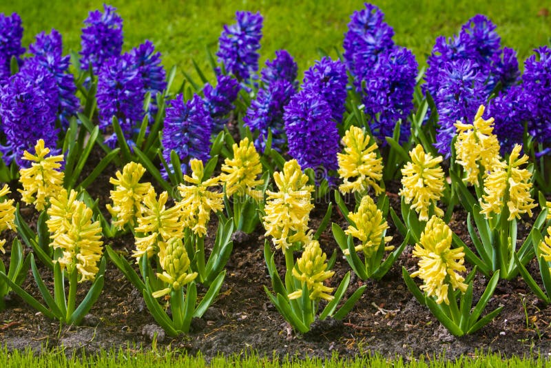 Spring flower. hyacinth stock photo. Image of color, blossom - 30758840