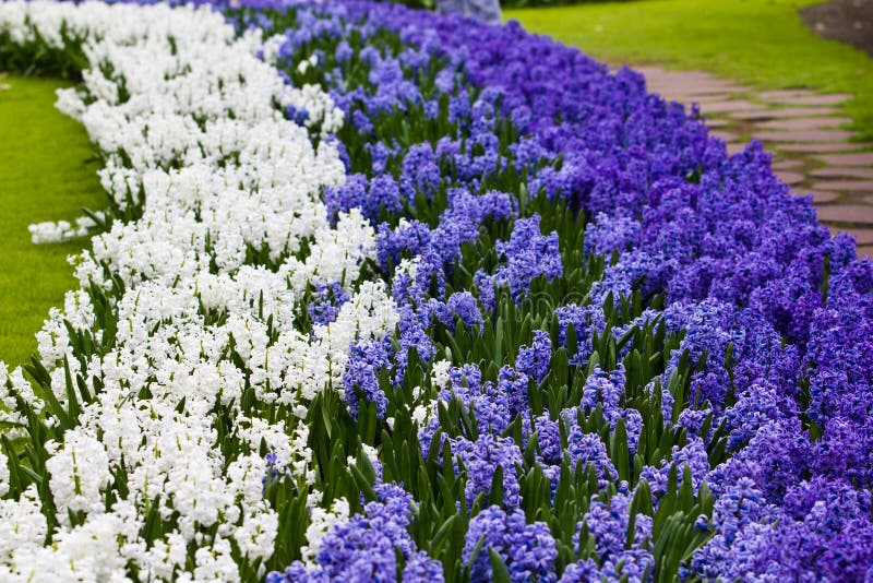 Spring flower. hyacinth stock photo. Image of blossom - 30758864