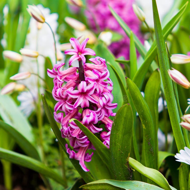 Spring flower. hyacinth stock image. Image of blossom - 30758899