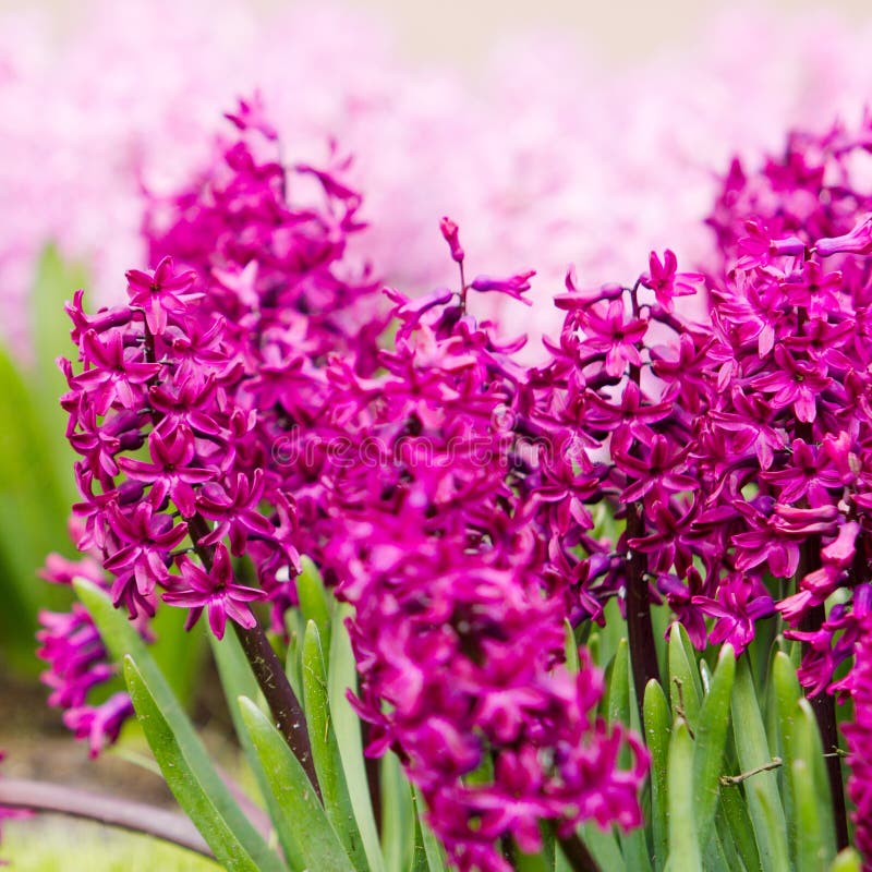 Blooming Spring Hyacinths Flowers Plant in Garden Stock Image - Image ...
