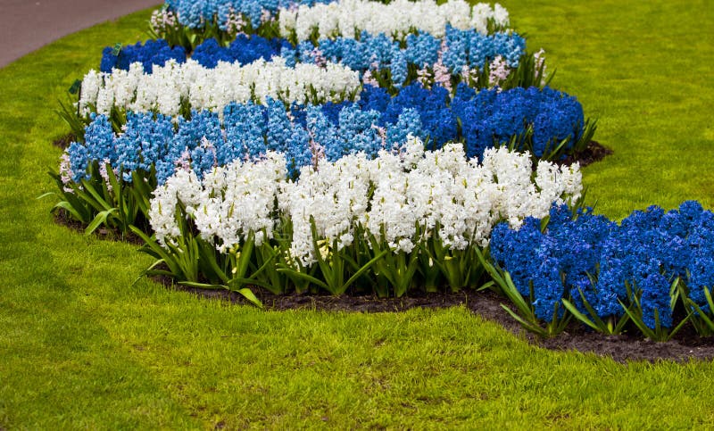 Spring flower. hyacinth stock photo. Image of nature - 30758946
