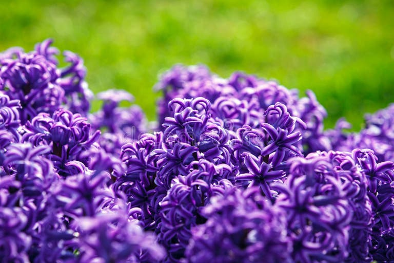 Spring flower hyacinth stock photo. Image of flower, blooming - 39850926